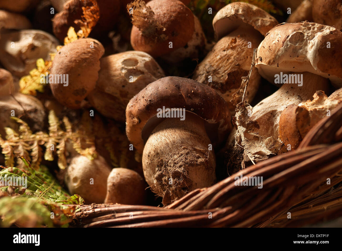 Basket of freshly gathered ceps Stock Photo - Alamy