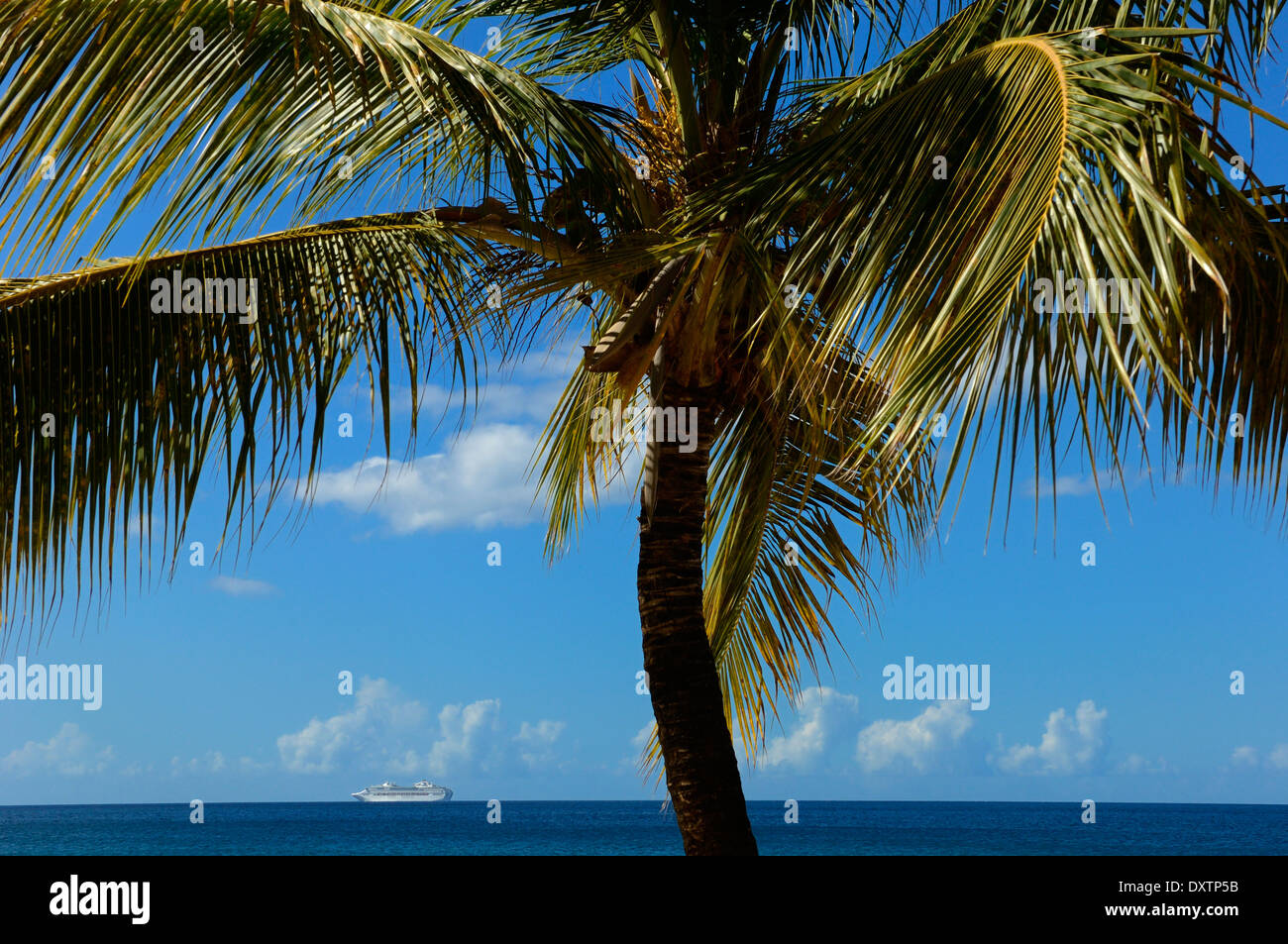A distant cruise passenger liner on the horizon passing a palm tree ...