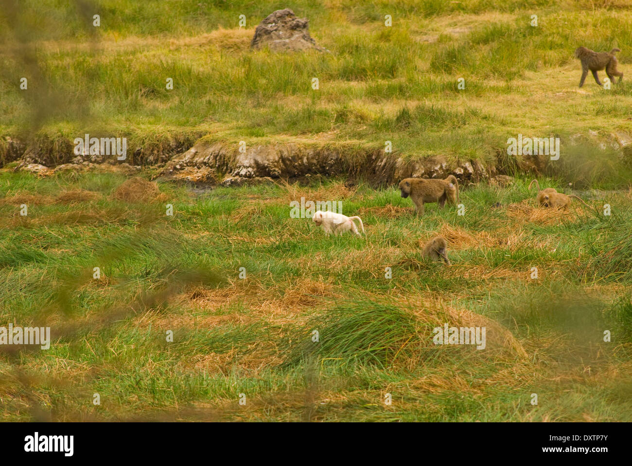 Extremely rare white baboon Stock Photo - Alamy