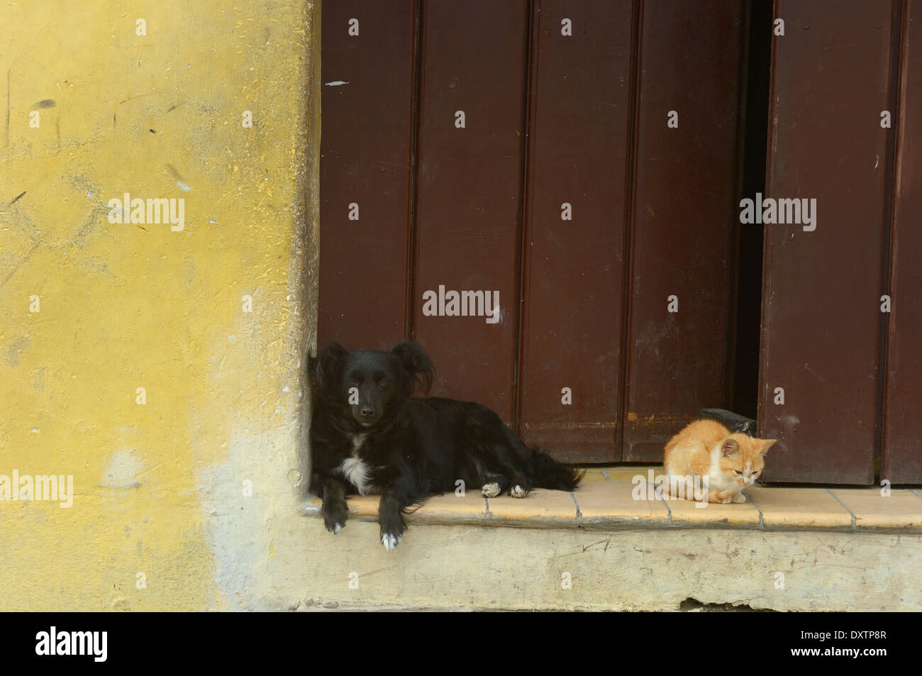 Cuban friends dog hi-res stock photography and images - Alamy
