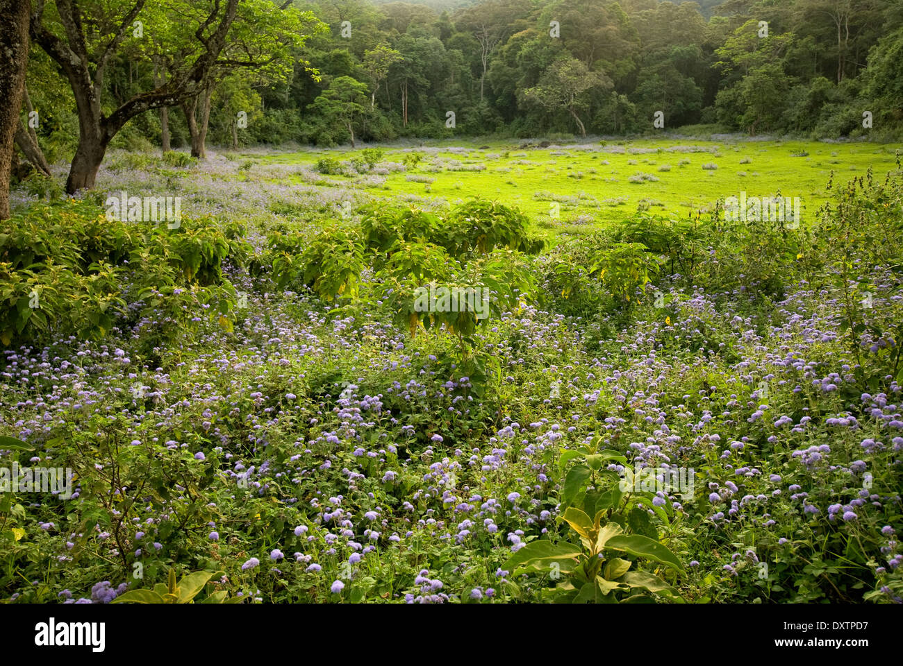 Flowering meadow opening in the rain forest of Mt Meru Stock Photo - Alamy