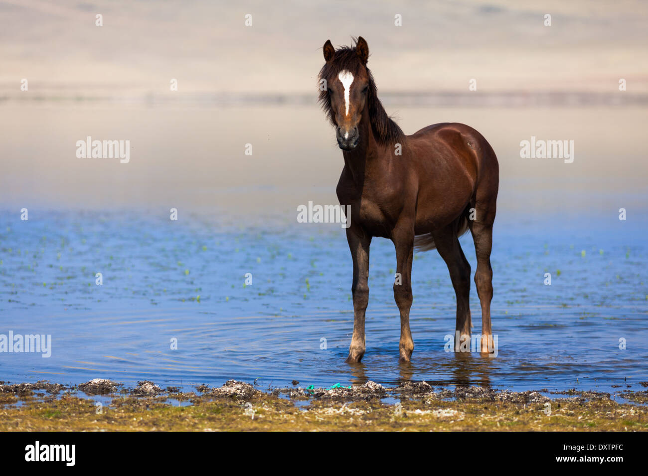 Lone brown horse with white spot standing in the water on the shore of ...