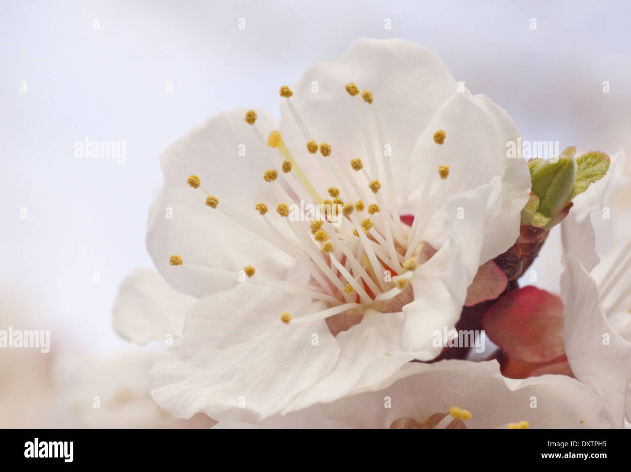 Apricot blossom spring hi-res stock photography and images - Alamy