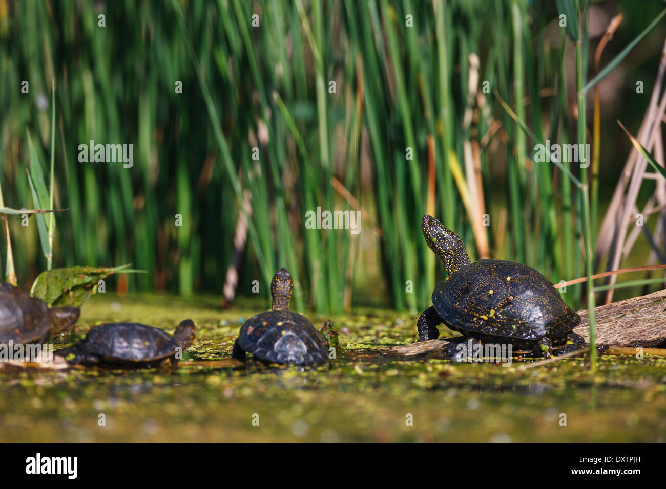 Bog turtle emys orbicularis hi-res stock photography and images - Alamy