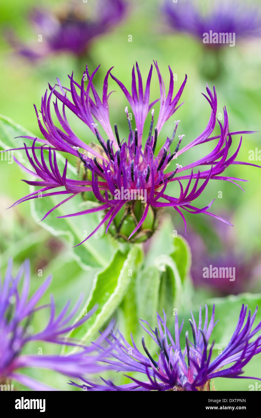 Amethyst flower hi-res stock photography and images - Alamy