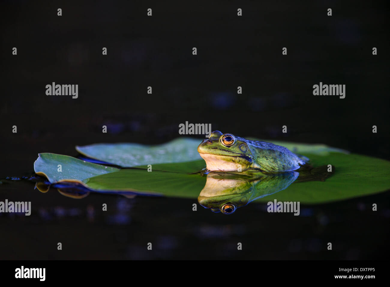 Ukrainian frog hi-res stock photography and images - Alamy