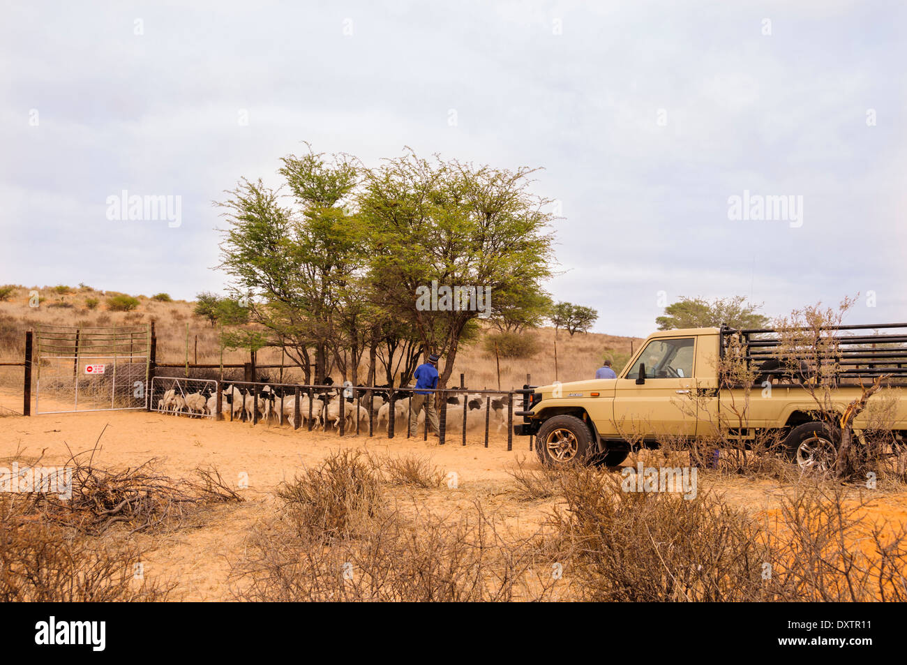 Boer farm in south africa hi-res stock photography and images - Alamy