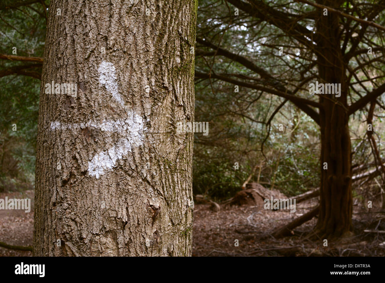 White arrow painted on a tree trunk in the woods Stock Photo - Alamy