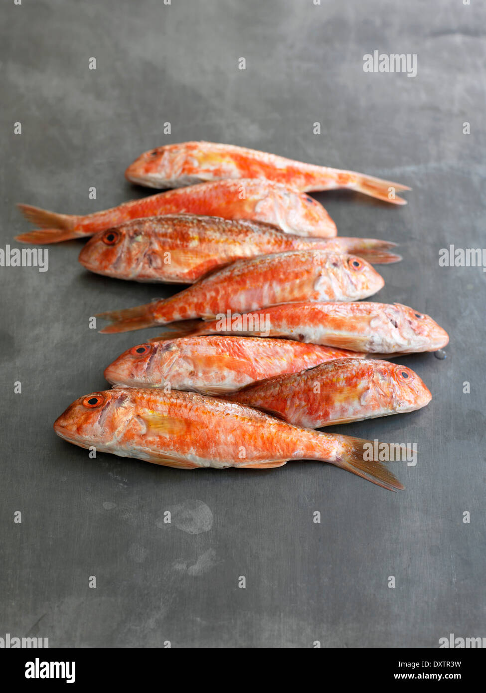 Full goatfish hi-res stock photography and images - Alamy