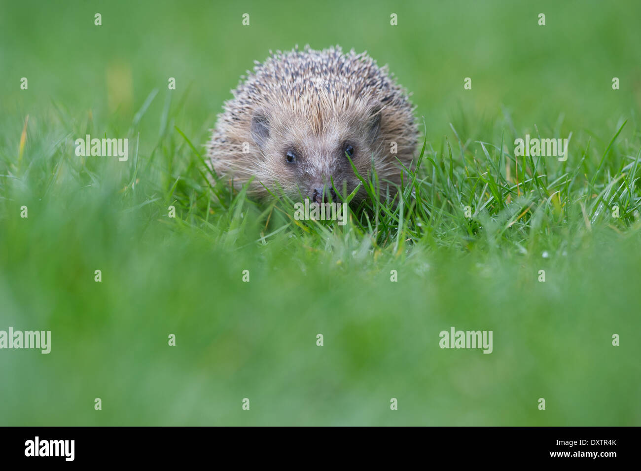 British hedgehogs hi-res stock photography and images - Alamy
