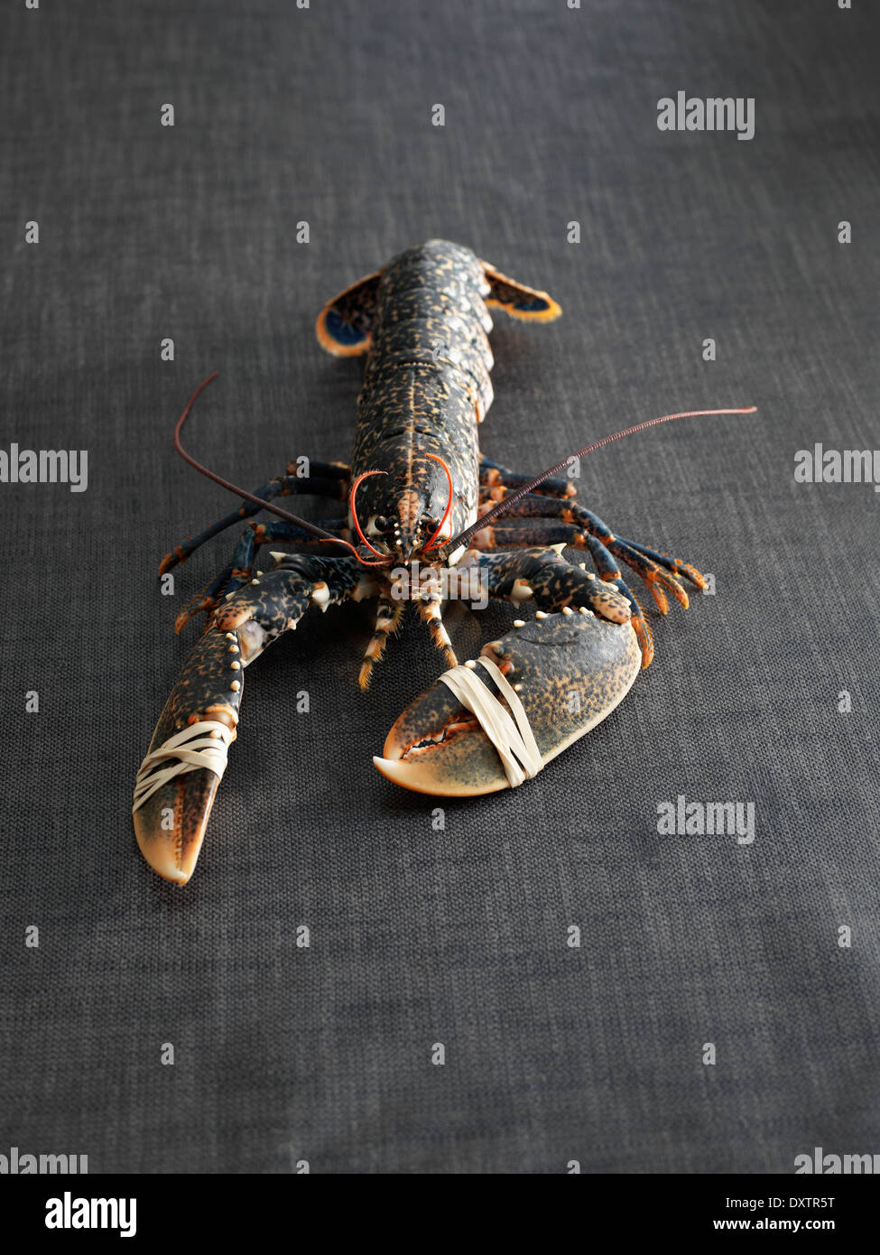 Raw Lobster High Resolution Stock Photography and Images - Alamy