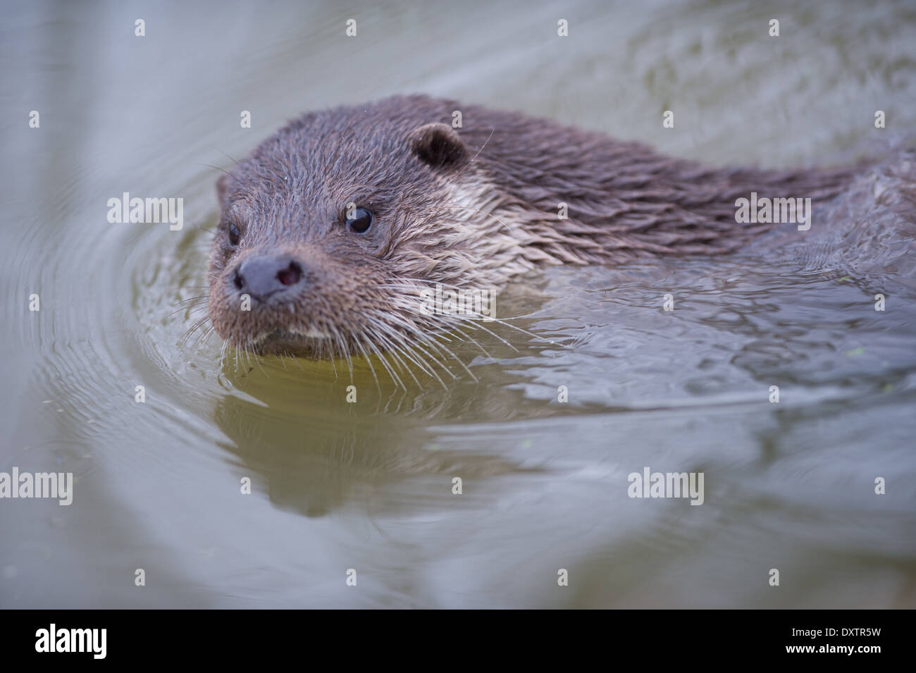 European otter (Lutra lutra Stock Photo - Alamy