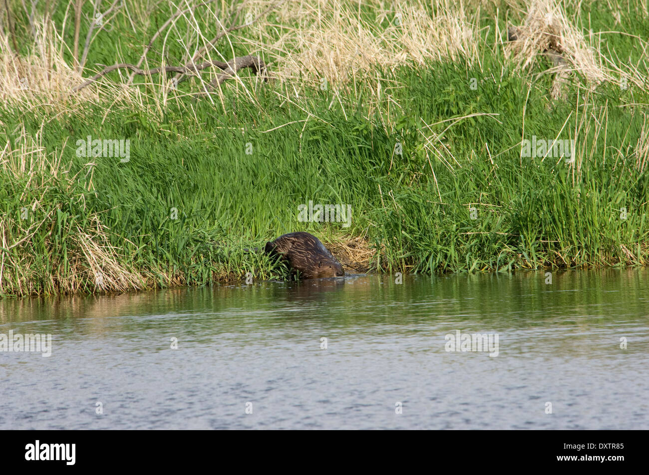 Beaver entering pond hi-res stock photography and images - Alamy