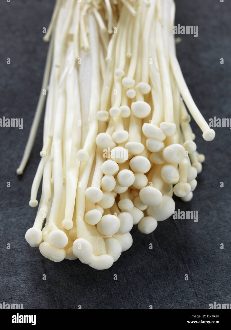 Collybia hi-res stock photography and images - Alamy