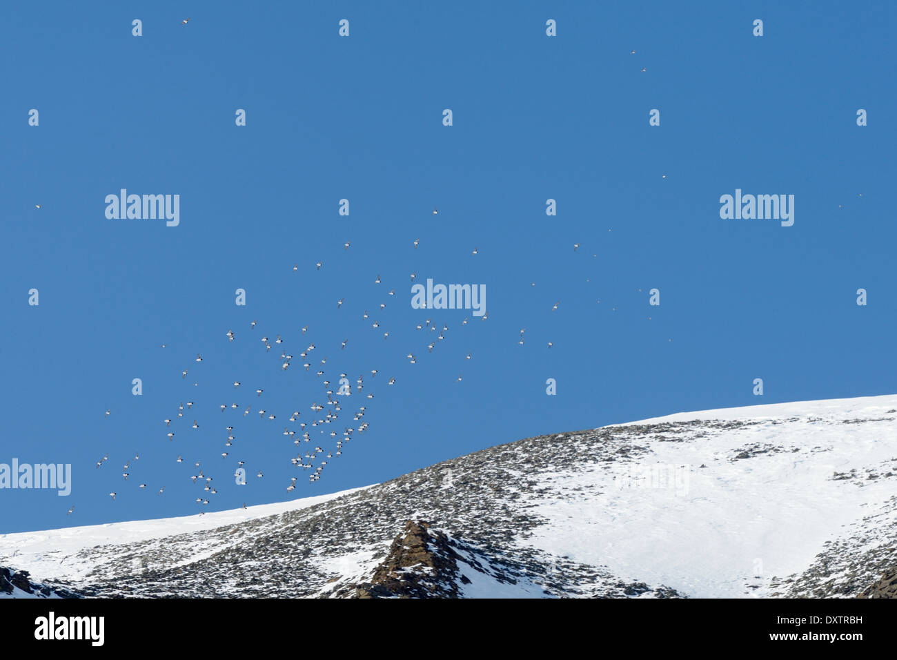 Flying group from below hi-res stock photography and images - Alamy