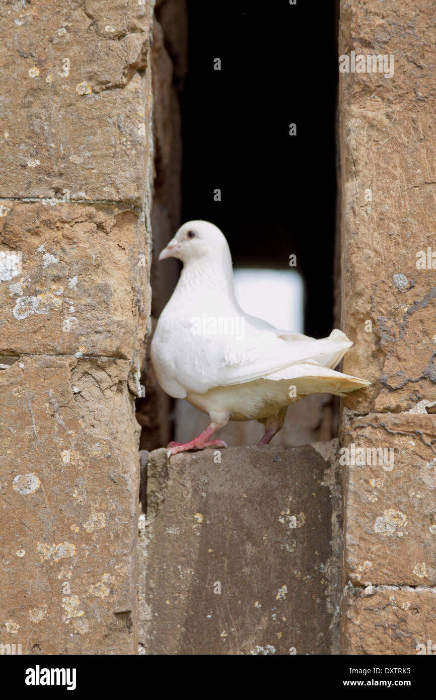 Dove in a loop window of the Gothic dovecote at Wroxton Abbey, built in ...