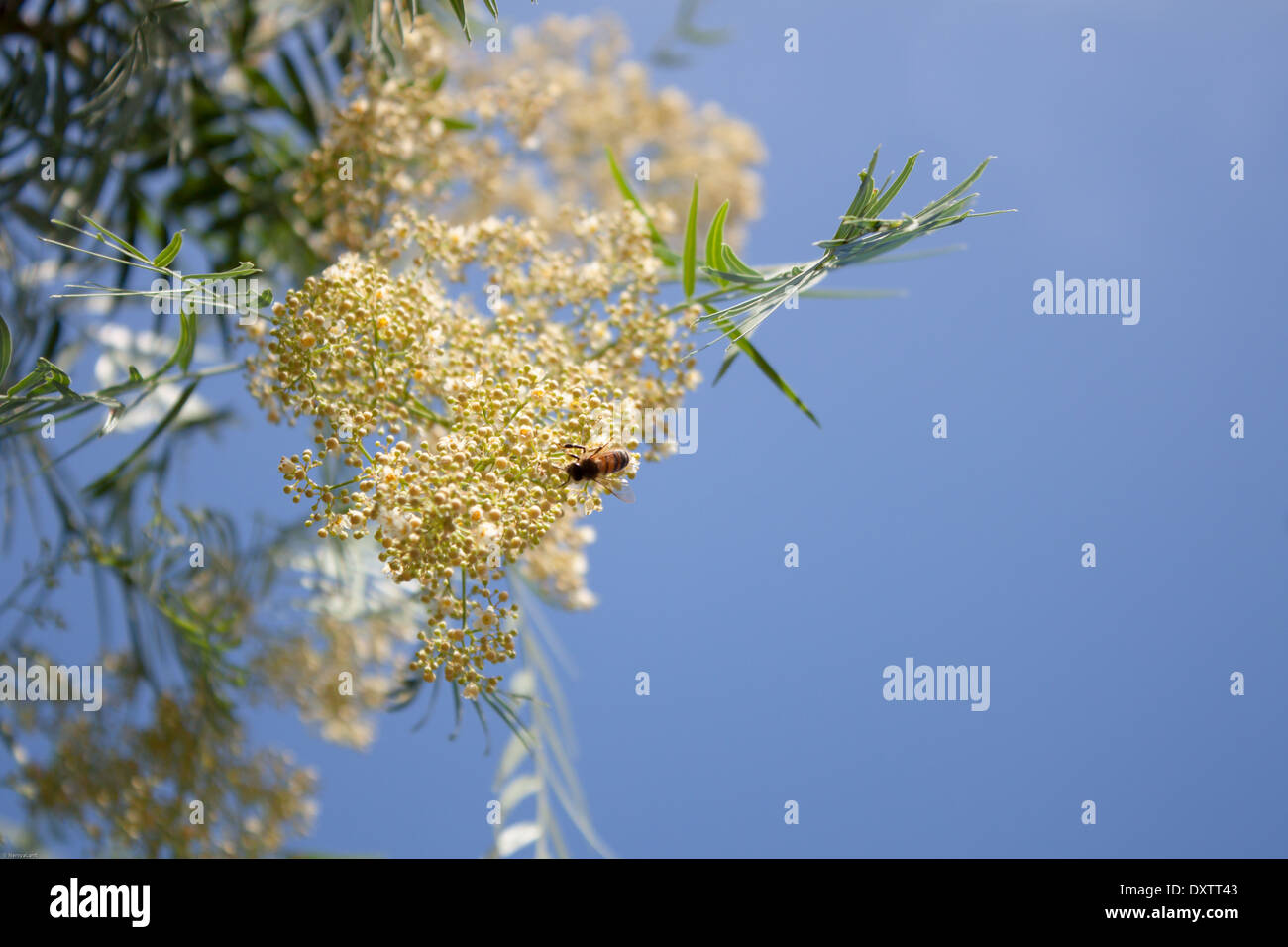 blooming plant flowers wasp collecting pollen closeup tree plant leaves ...