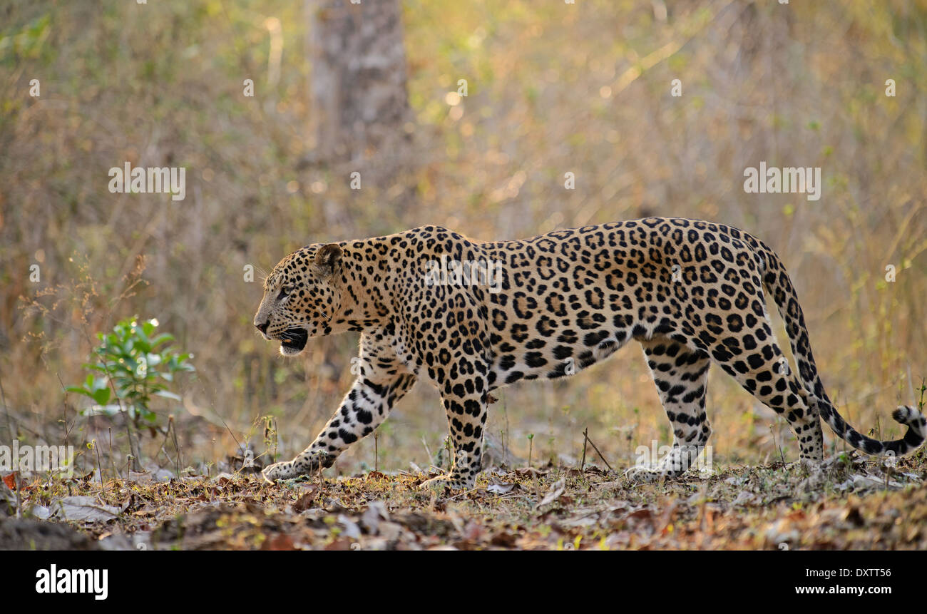 Male Indian leopard walking at dusk in Nagarahole National Park, India ...