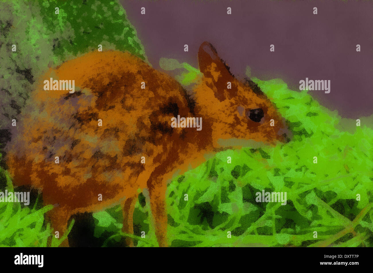 Neotragus Pygmaeus High Resolution Stock Photography and Images - Alamy