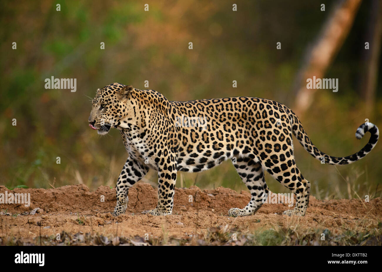 Male Indian leopard walking on a vehicle track in Nagarahole National ...
