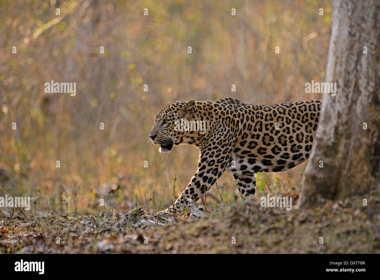 Male Indian leopard at dusk, Nagarahole National Park, India Stock ...