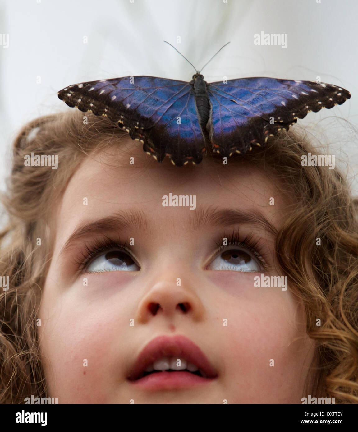 London, UK . 31st Mar, 2014. Kids play with Butterflies at the Natural ...