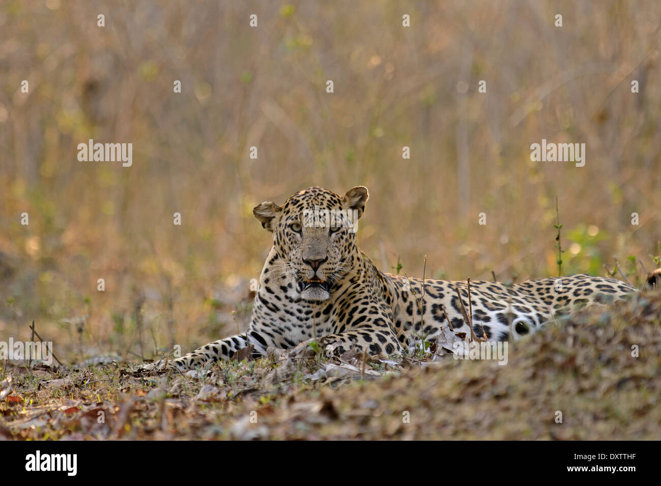 Male Indian leopard sitting at dusk in Nagarahole National Park, India ...