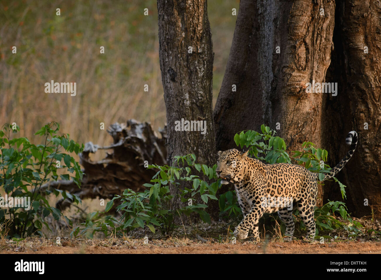 Indian leopard spray-marking a tree off a vehicle track in Nagarahole ...