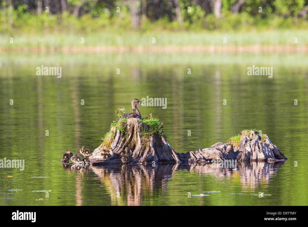 Mallard female duck with ducklings Stock Photo - Alamy
