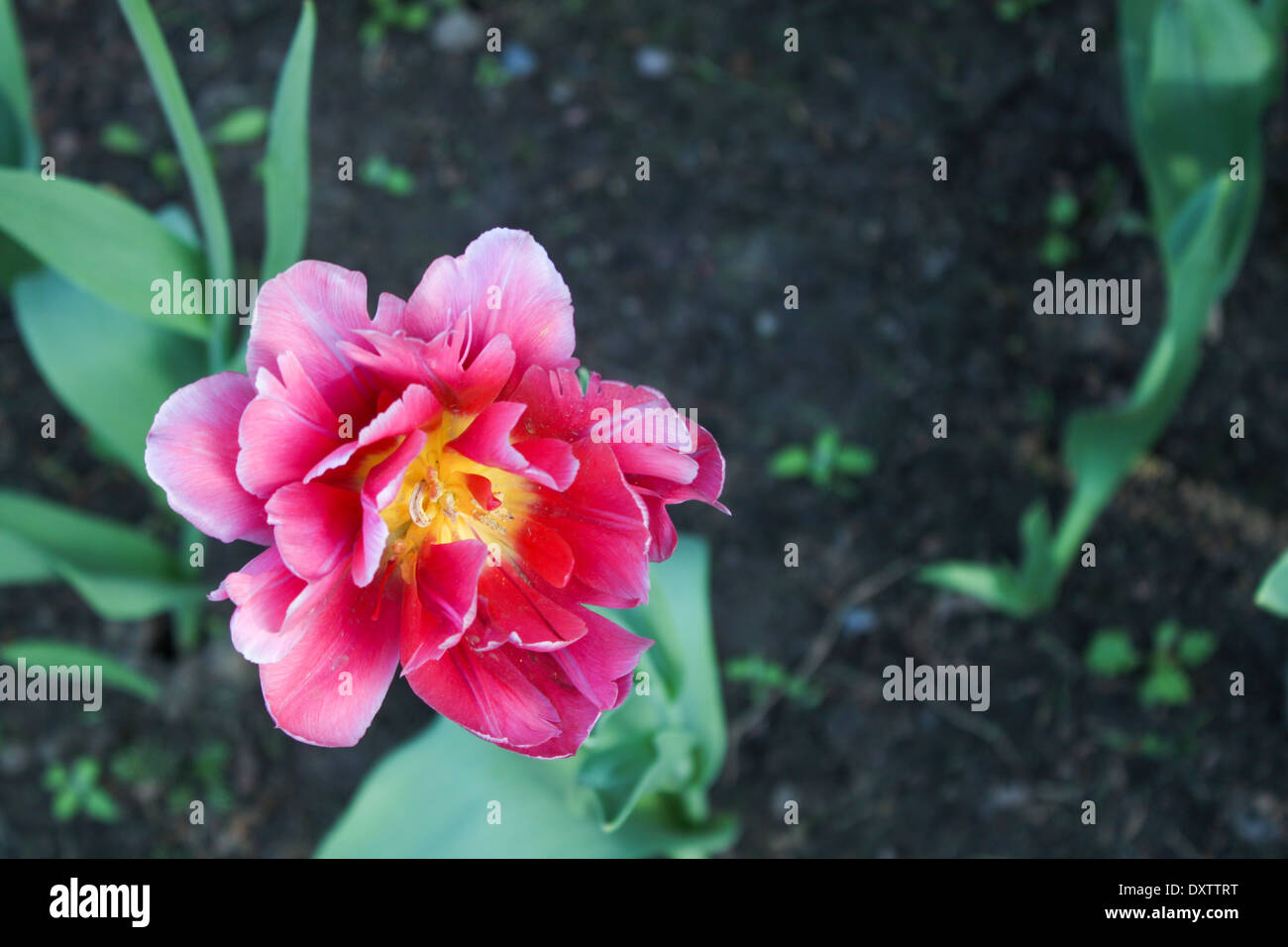 tulip flower pink "from above" view dirt garden bloom blooming grow ...