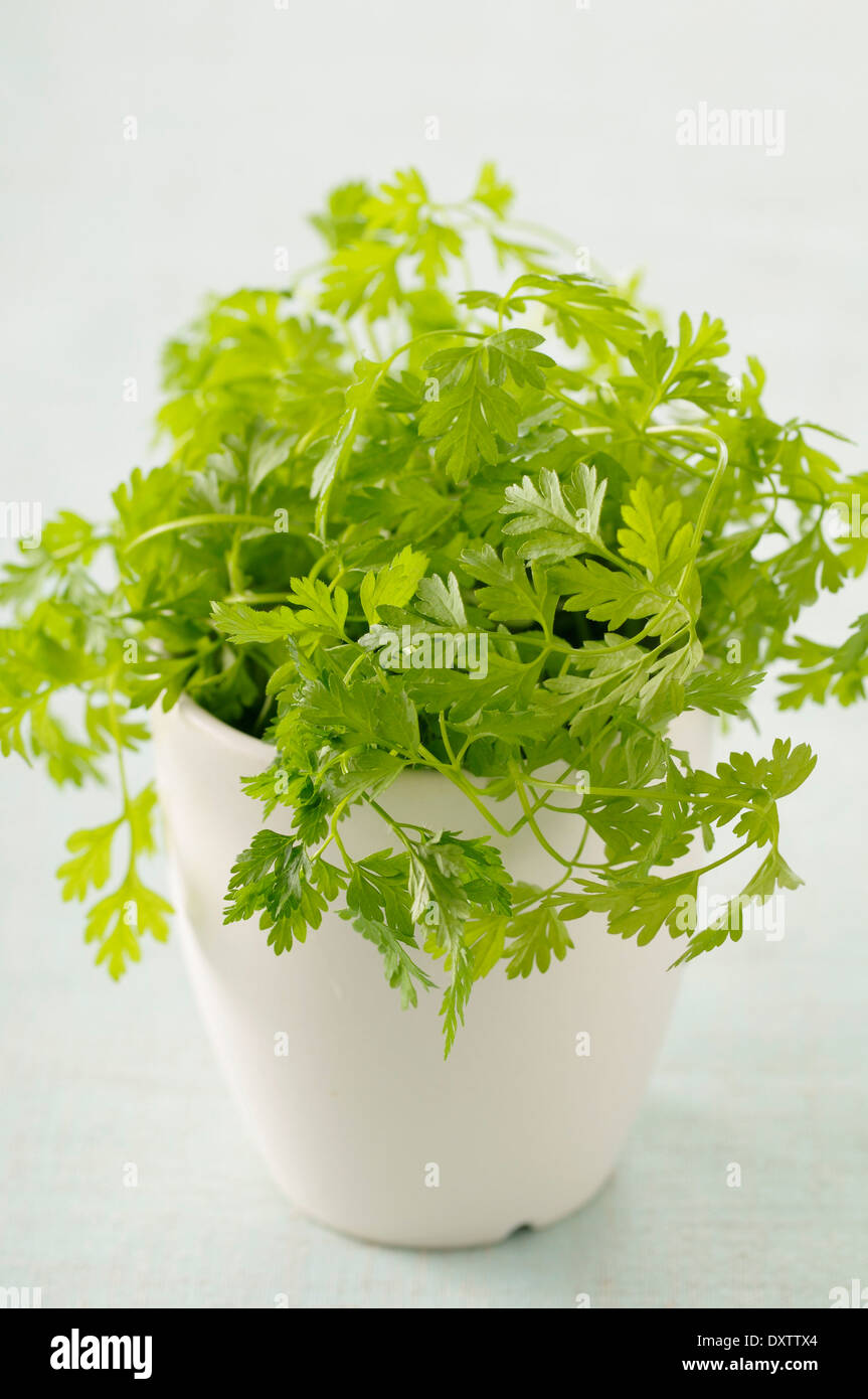 Chervil herb hi-res stock photography and images - Alamy