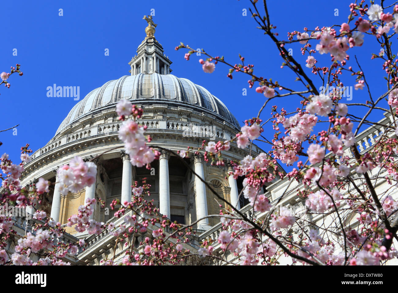 Spring time pink flower blossom in front of St Paul's Cathedral, in the ...