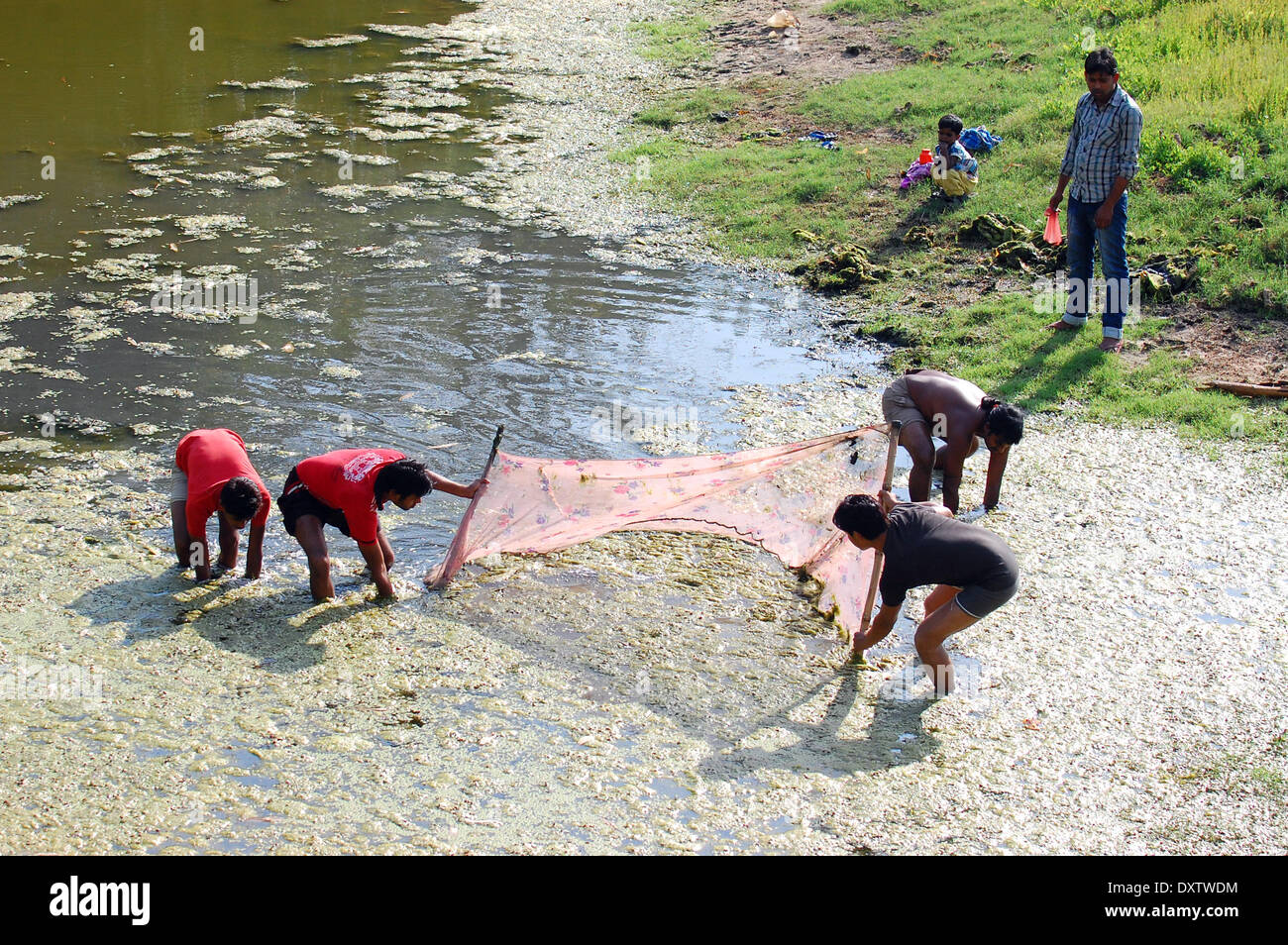 Rice fish pond hi-res stock photography and images - Alamy