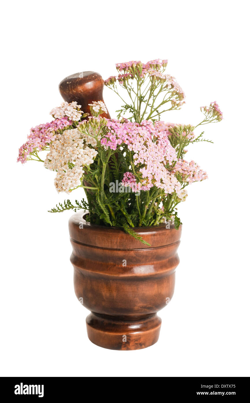 Achillea millefolium yarrow Cut Out Stock Images & Pictures - Alamy