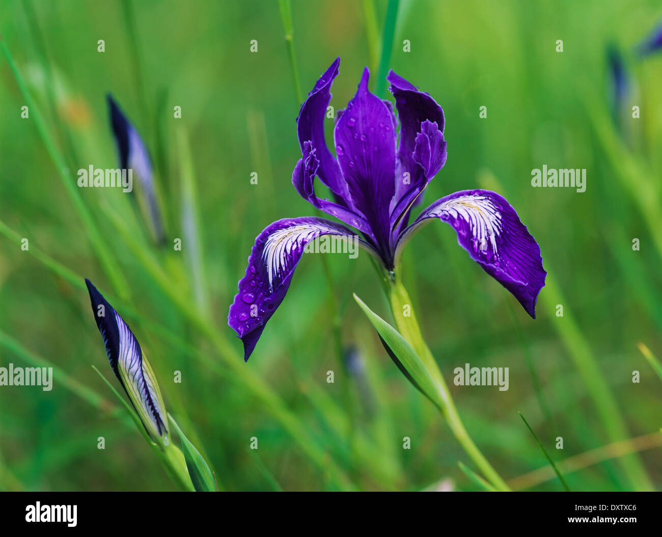 Tenax florence hi-res stock photography and images - Alamy