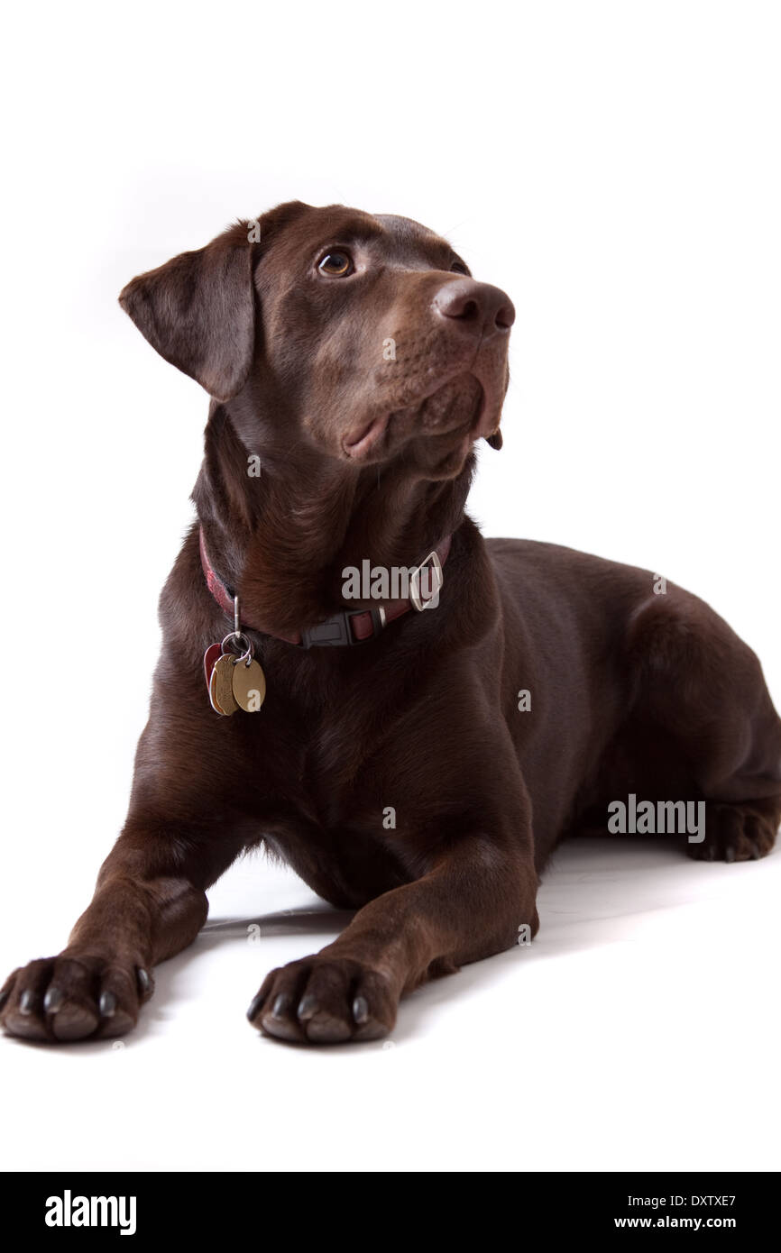 Beautiful chocolate labrador Cut Out Stock Images & Pictures - Alamy