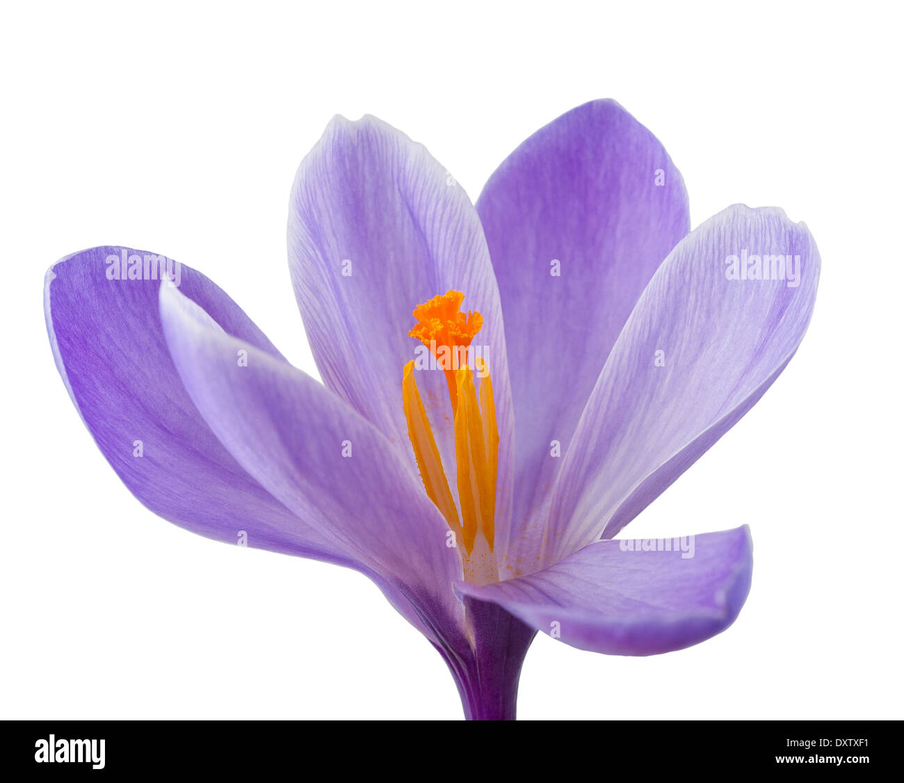 Closeup color hi-res stock photography and images - Alamy