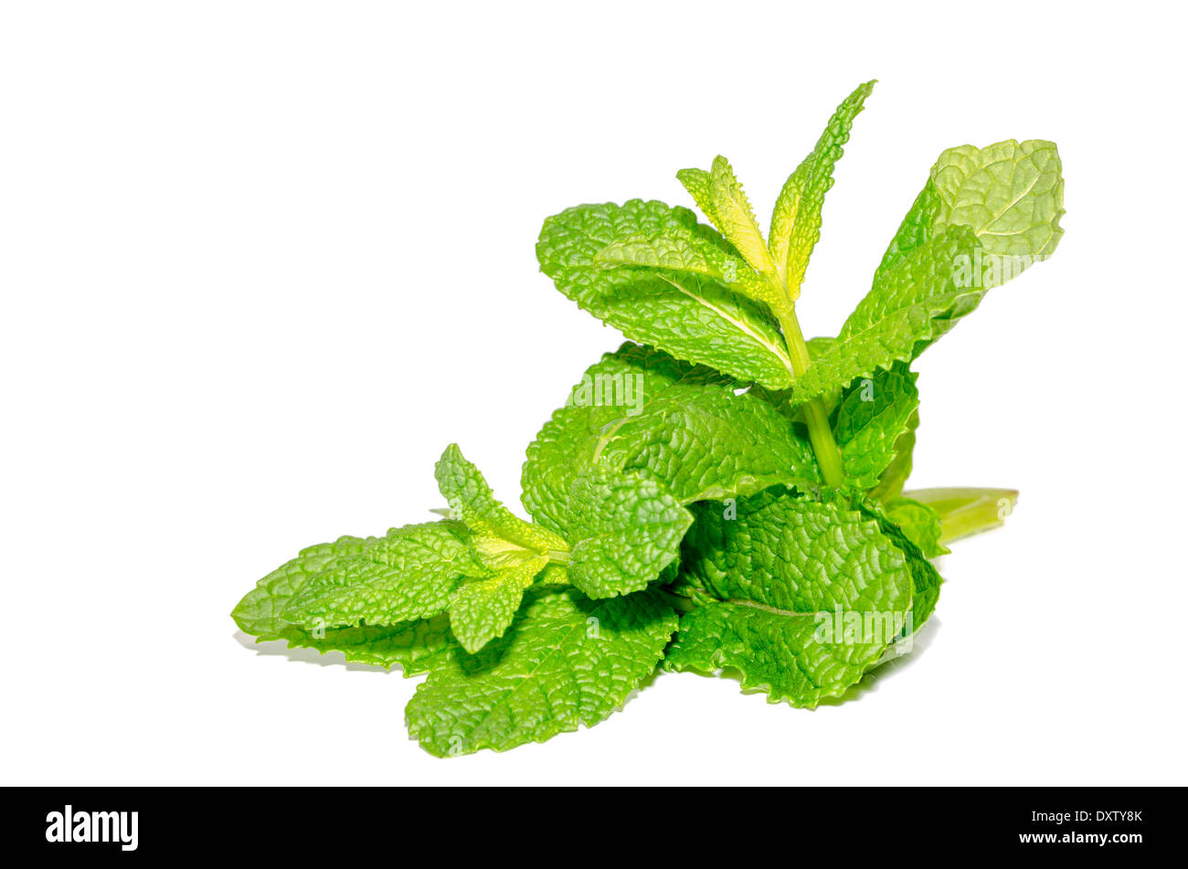 two branches of fresh mint on a white background Stock Photo - Alamy