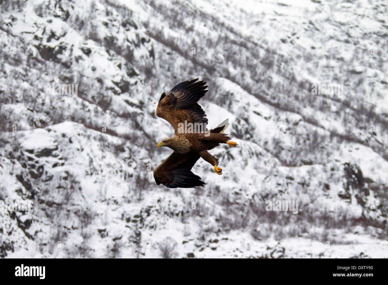 White-tailed Eagle / Sea Eagle / Erne (Haliaeetus albicilla) in flight ...