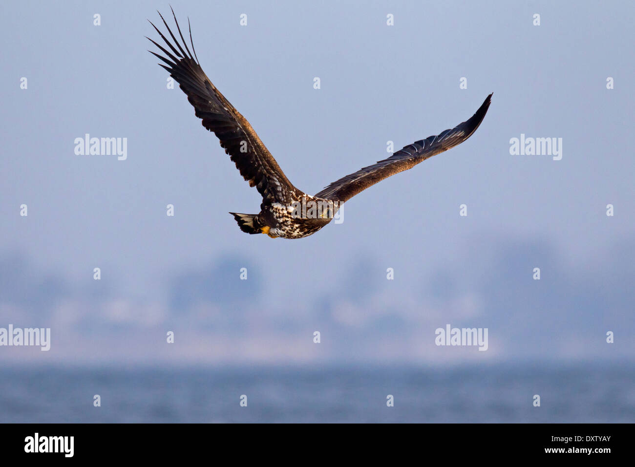 White-tailed Eagle / Sea Eagle / Erne (Haliaeetus albicilla) juvenile ...