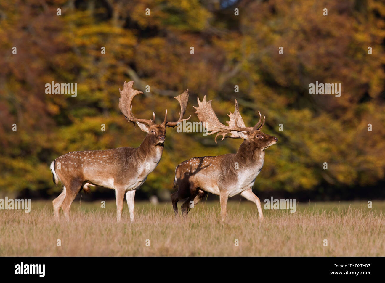 Two Fallow deer (Dama dama) bucks sizing each other up before fighting ...