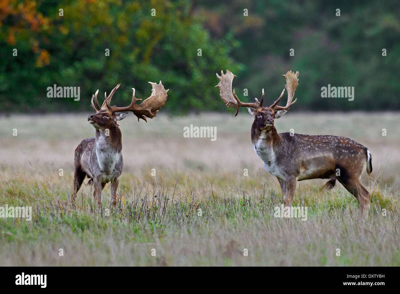 Two Fallow deer (Dama dama) bucks sizing each other up before fighting ...