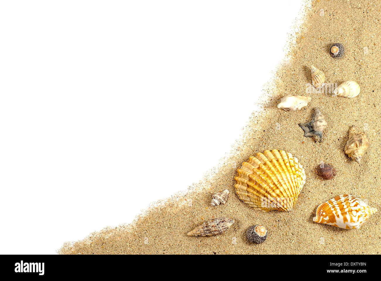 beach sand and shells border on white Stock Photo - Alamy
