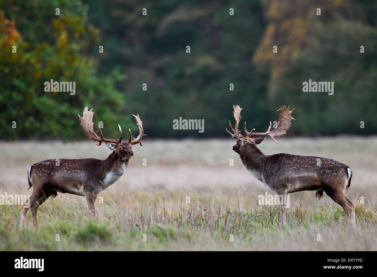 Two Fallow deer (Dama dama) bucks sizing each other up before fighting ...