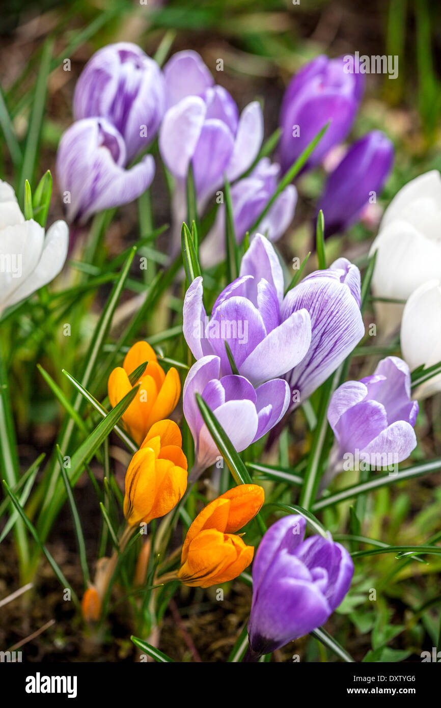 Group of garden crocus flowers Stock Photo - Alamy