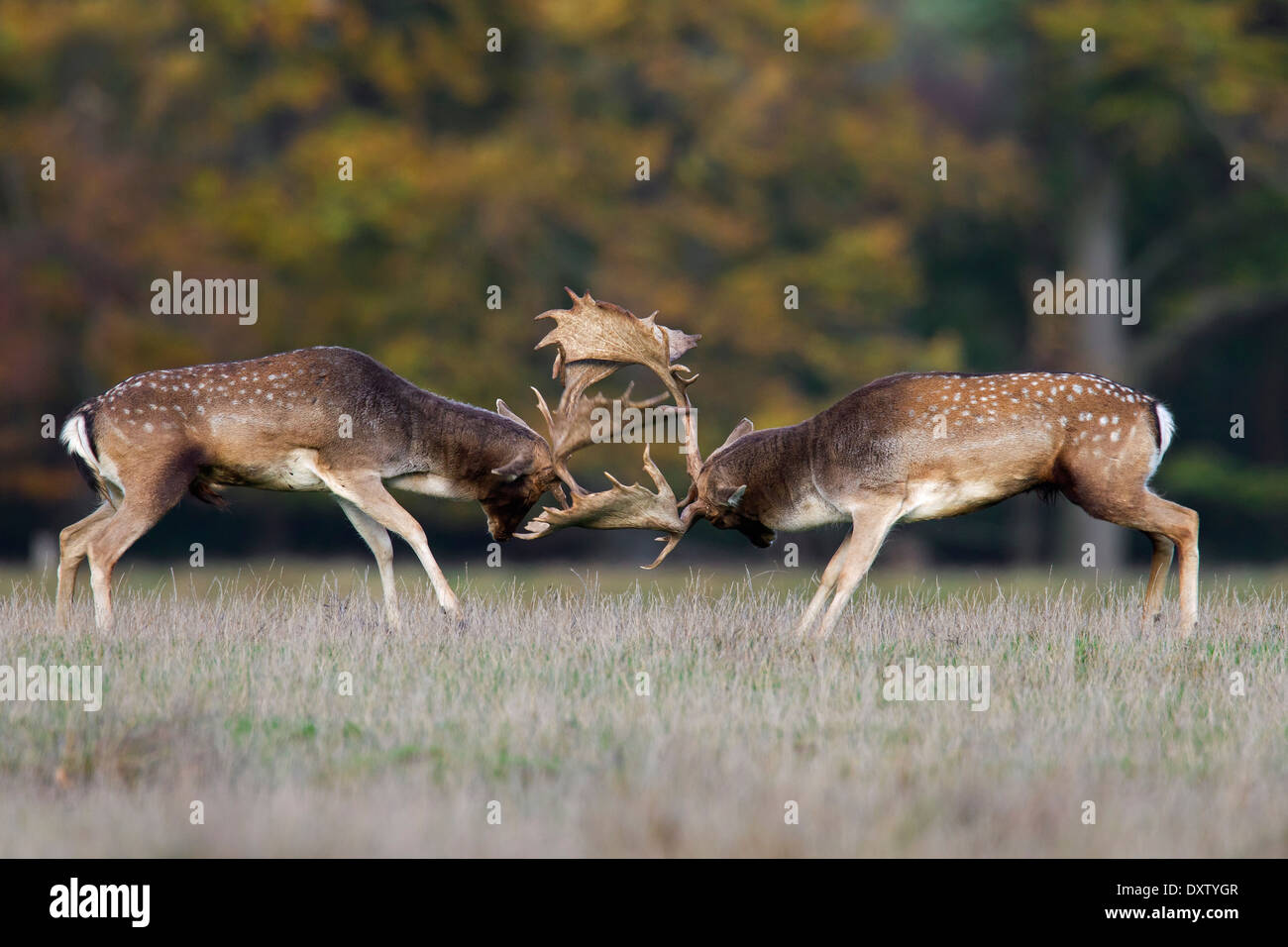 Two Fallow deer (Dama dama) bucks fighting in grassland during the ...