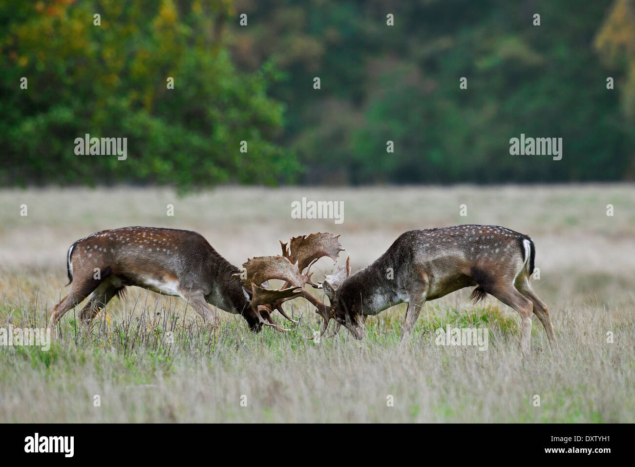 Two Fallow deer (Dama dama) bucks fighting in grassland during the ...