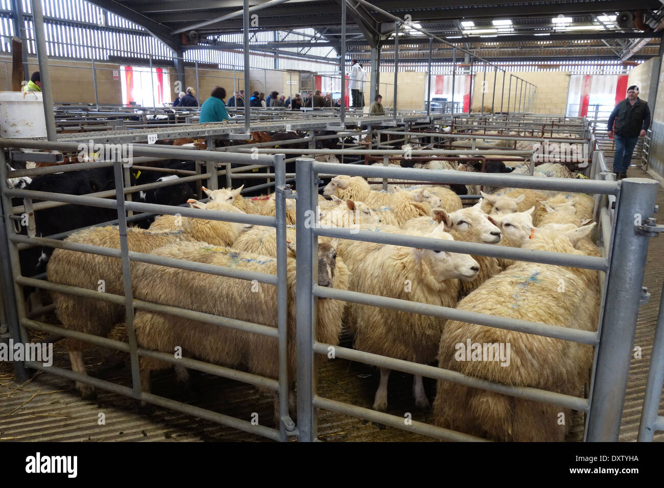 Frome Livestock Market held every Wednesday, Somerset, England Stock ...