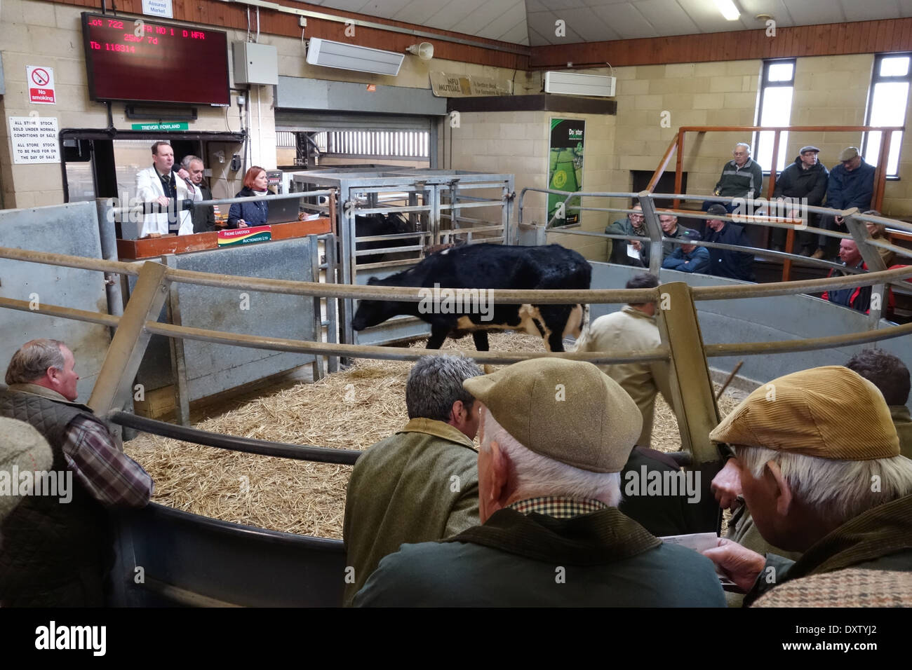 Cattle market uk hi-res stock photography and images - Alamy