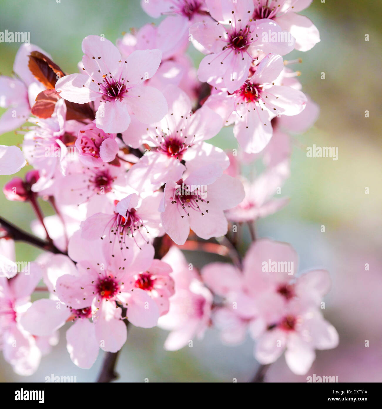 Cherry tree many pink flowers hi-res stock photography and images - Alamy